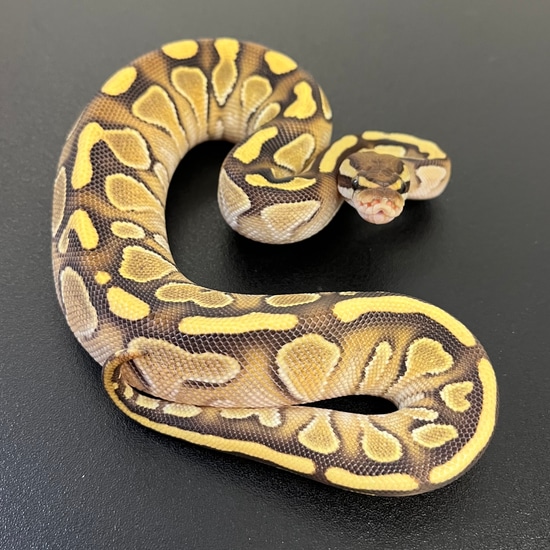 Lesser Ball Python by Living Art Ball Python's