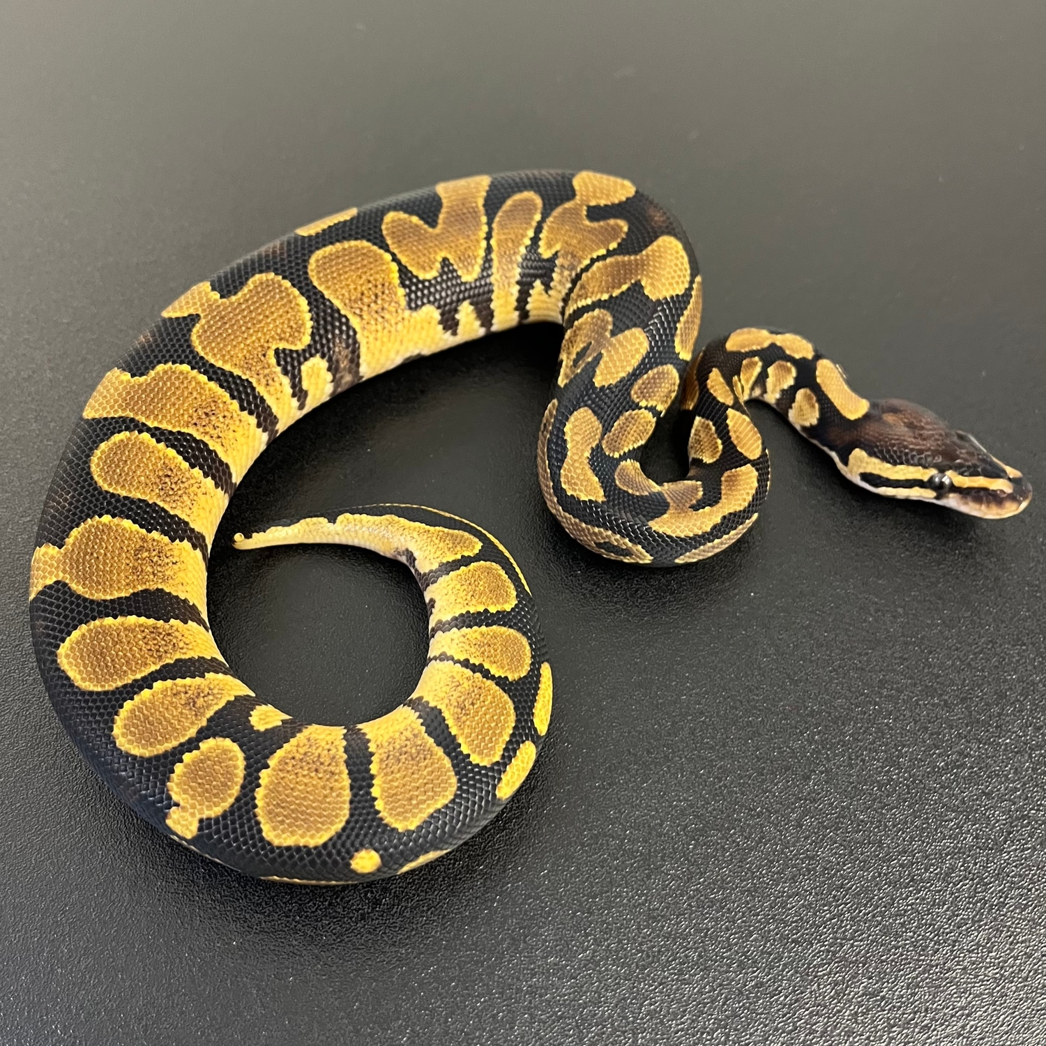 Gravel (Produced From Super Gravel) Ball Python by Living Art Ball ...