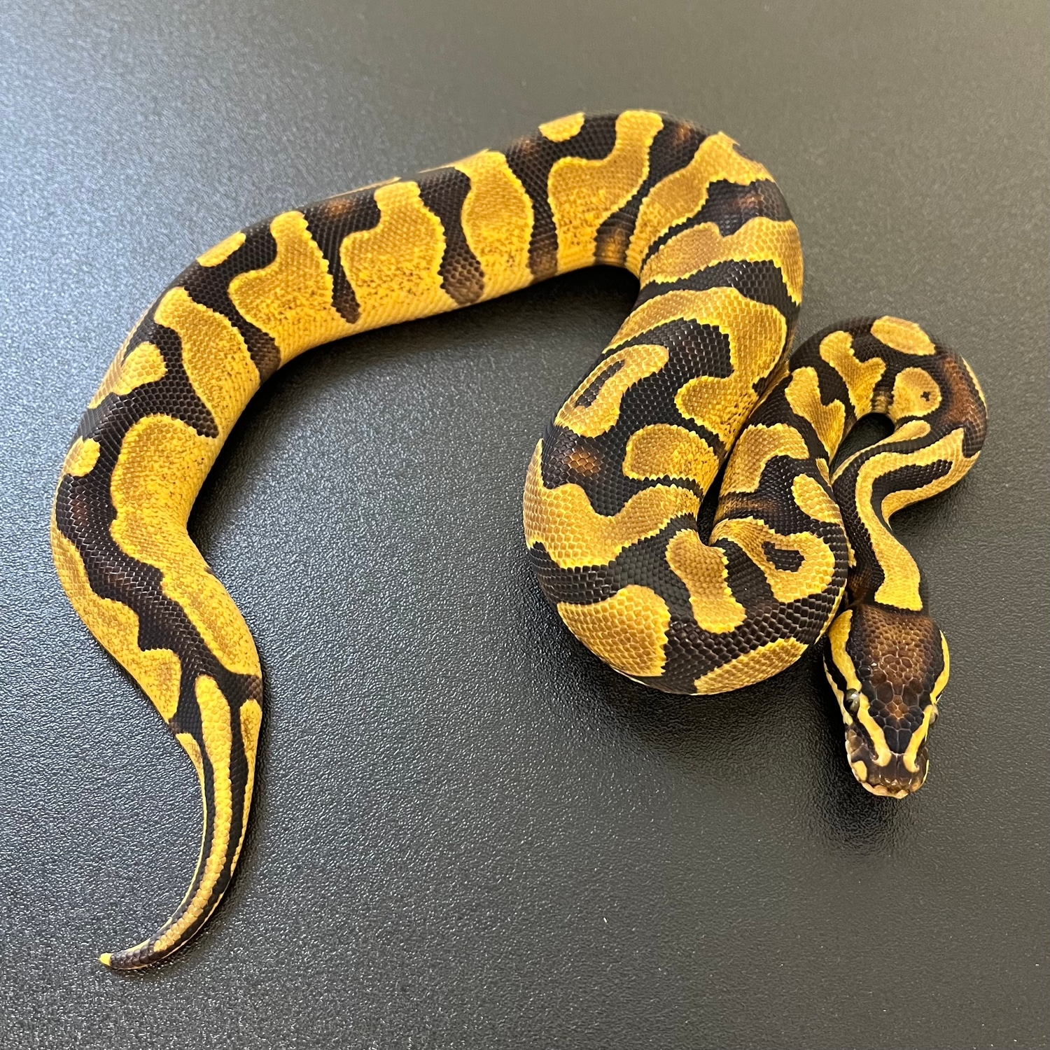 Enchi Gravel (Produced From Super Gravel) Ball Python by Living Art ...