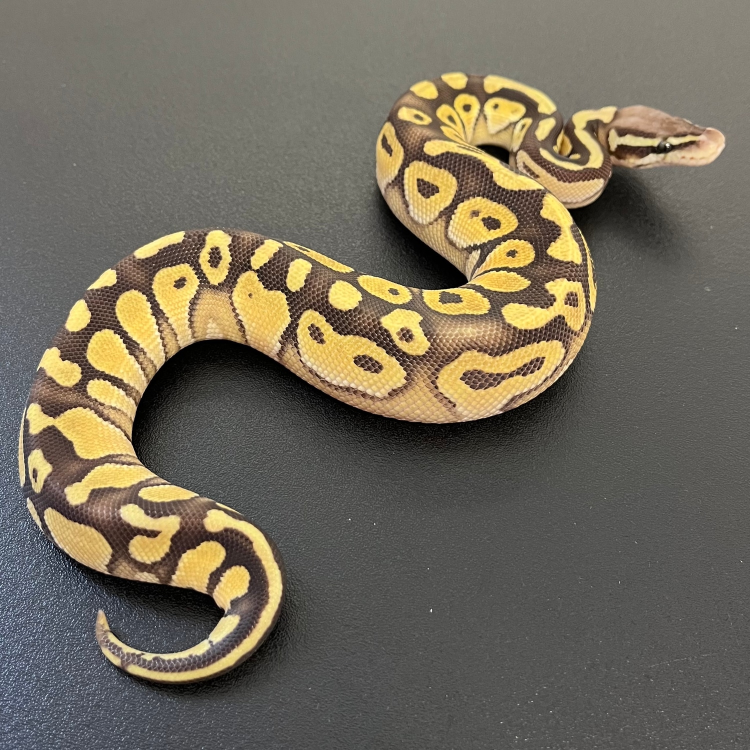 Lesser 100% Het Desert Ghost Ball Python by Living Art Ball Python's ...