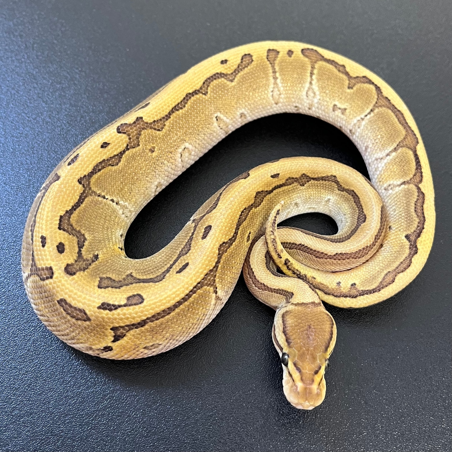 Kingpin Het Desert Ghost Ball Python by Living Art Ball Python's ...