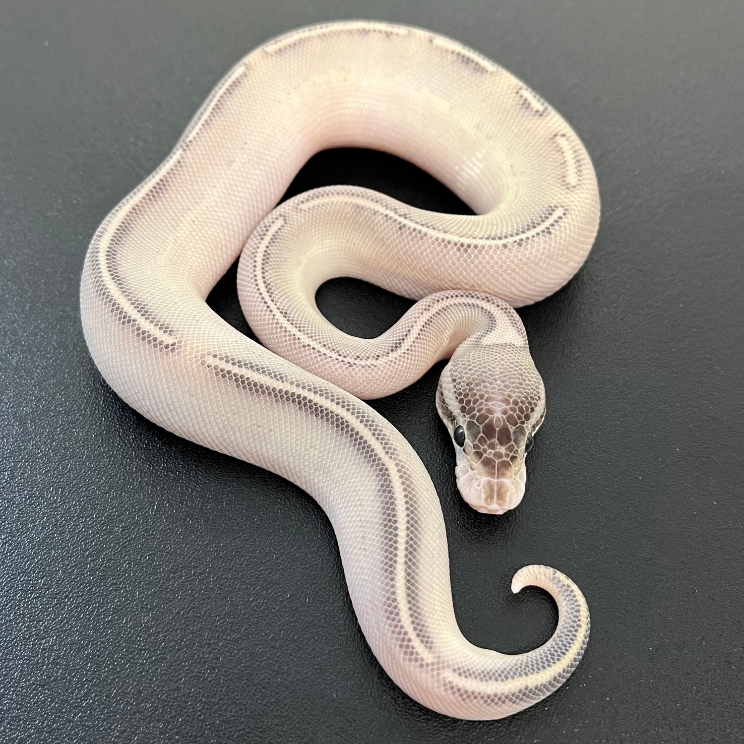 Cinnamon Highway Ball Python by Living Art Ball Python's - MorphMarket