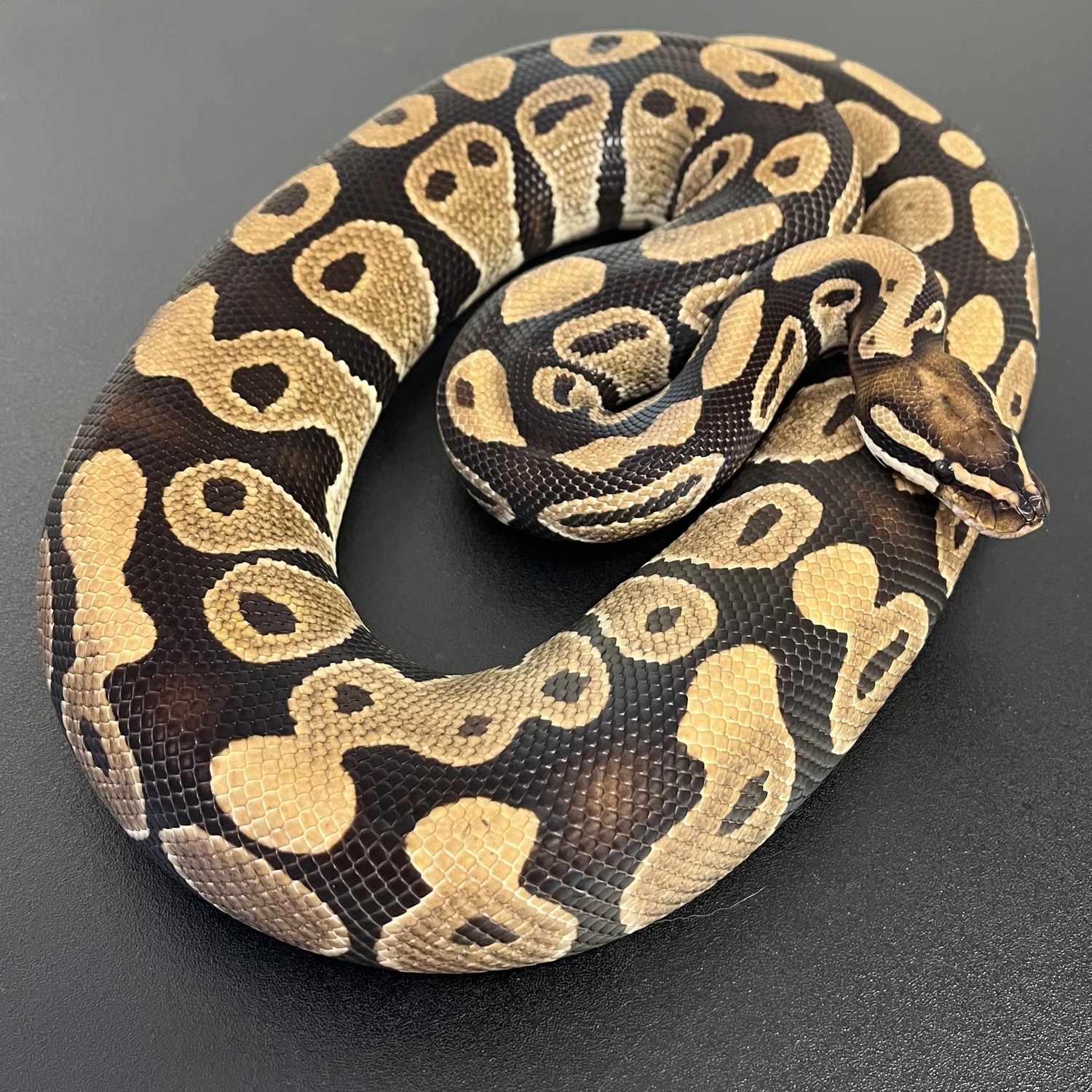 Wild Caught Dinker From Sub Saharan Ball Python by Living Art Ball ...