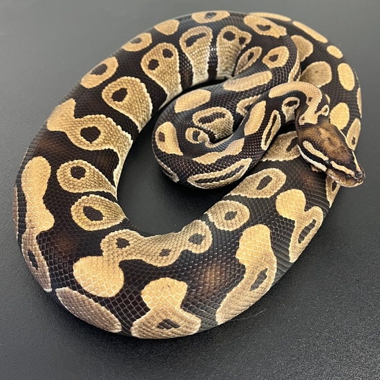 Wild Caught Dinker From Sub Saharan Ball Python by Living Art Ball Python's