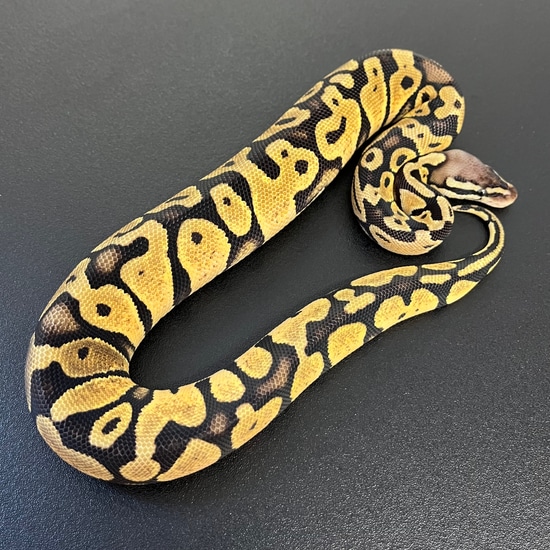 Pastel 100% Het Orange Ghost Ball Python by Living Art Ball Python's