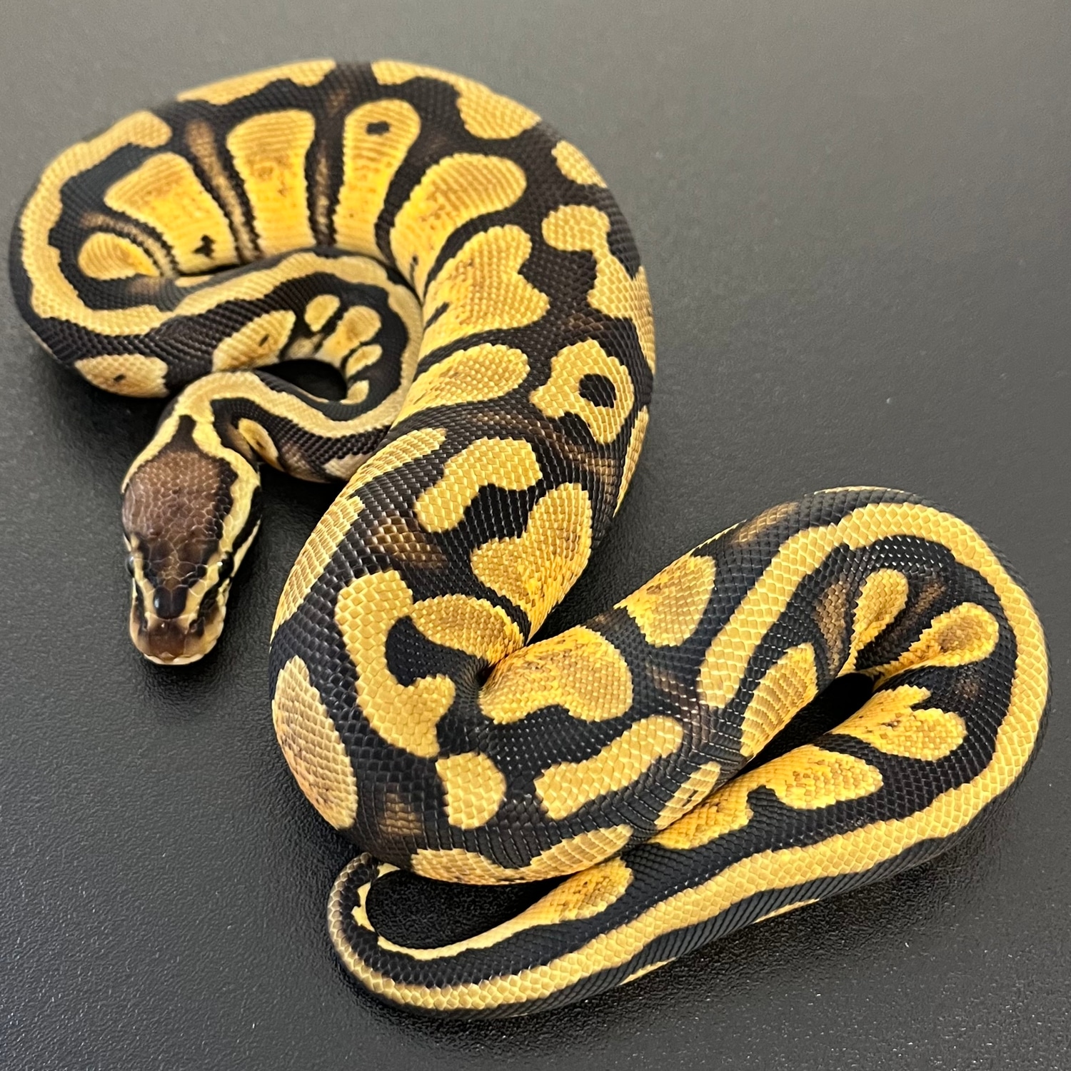 Pastel 100% Het Pied Ball Python by Living Art Ball Python's - MorphMarket