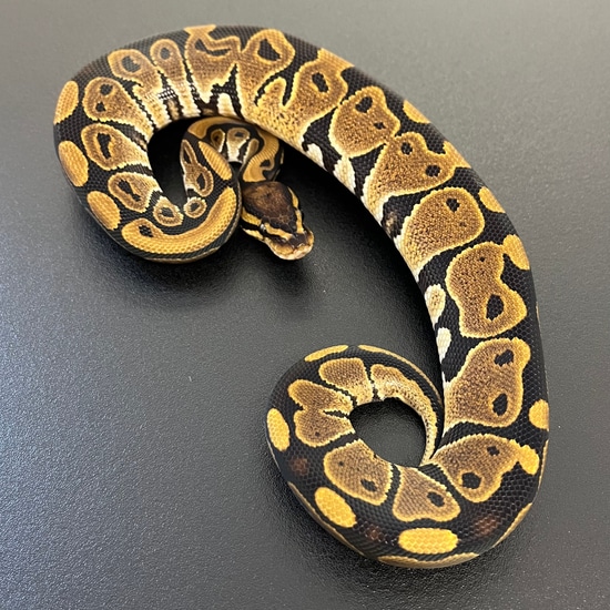 Classic 100% Het Albino Ball Python by Living Art Ball Python's