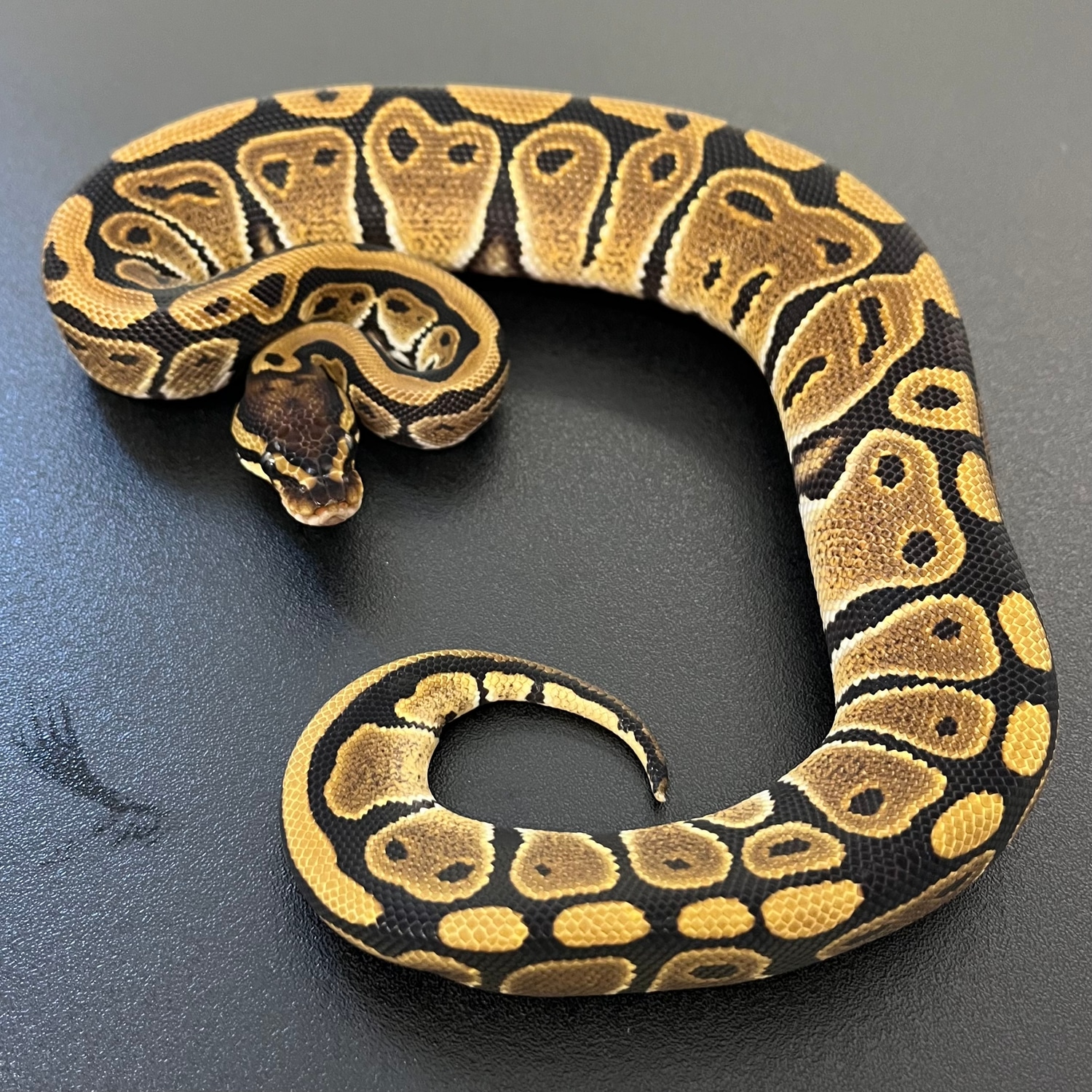 Classic 100% Het Albino Ball Python by Living Art Ball Python's ...