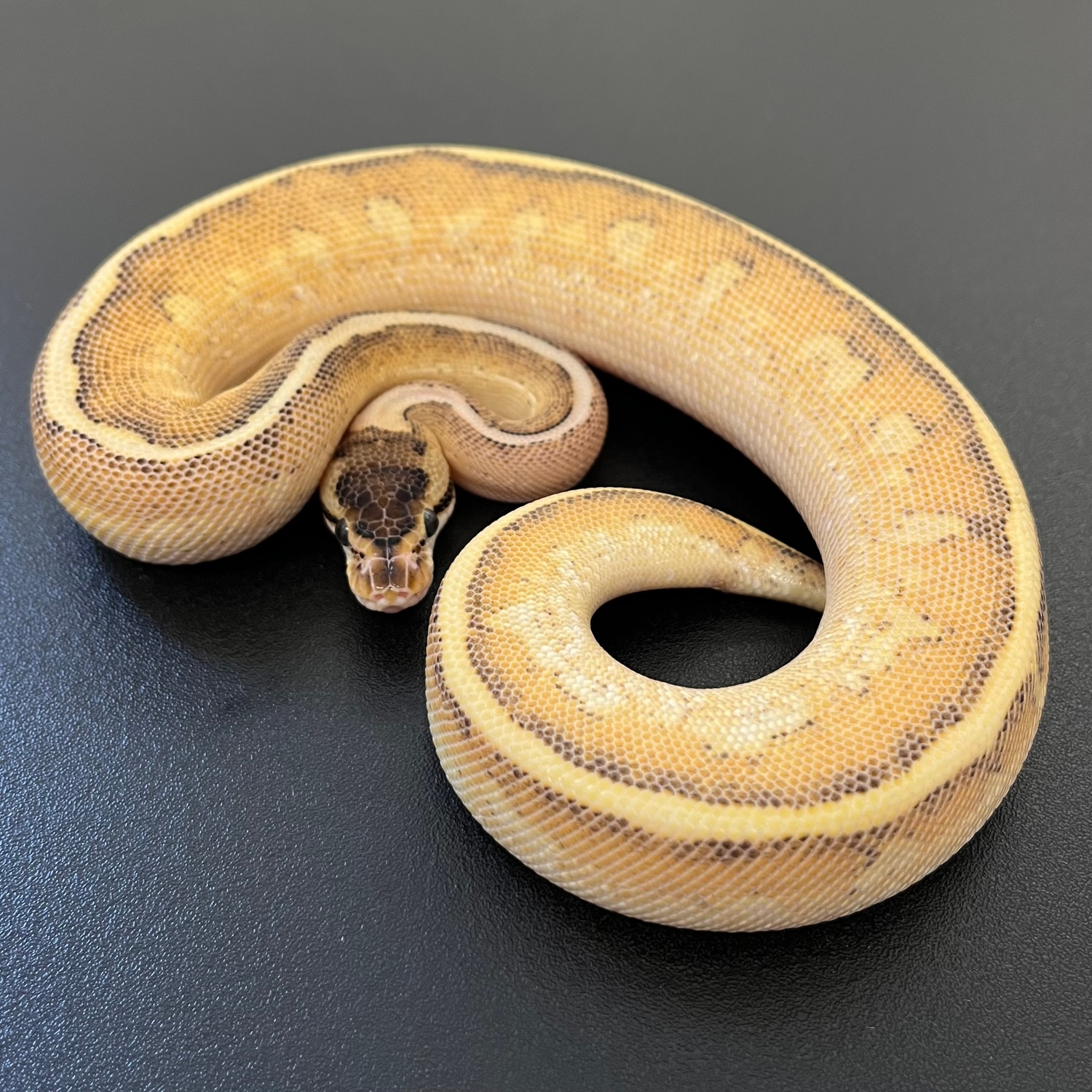 Hidden Gene Woma Highway Ball Python by Living Art Ball Python's ...