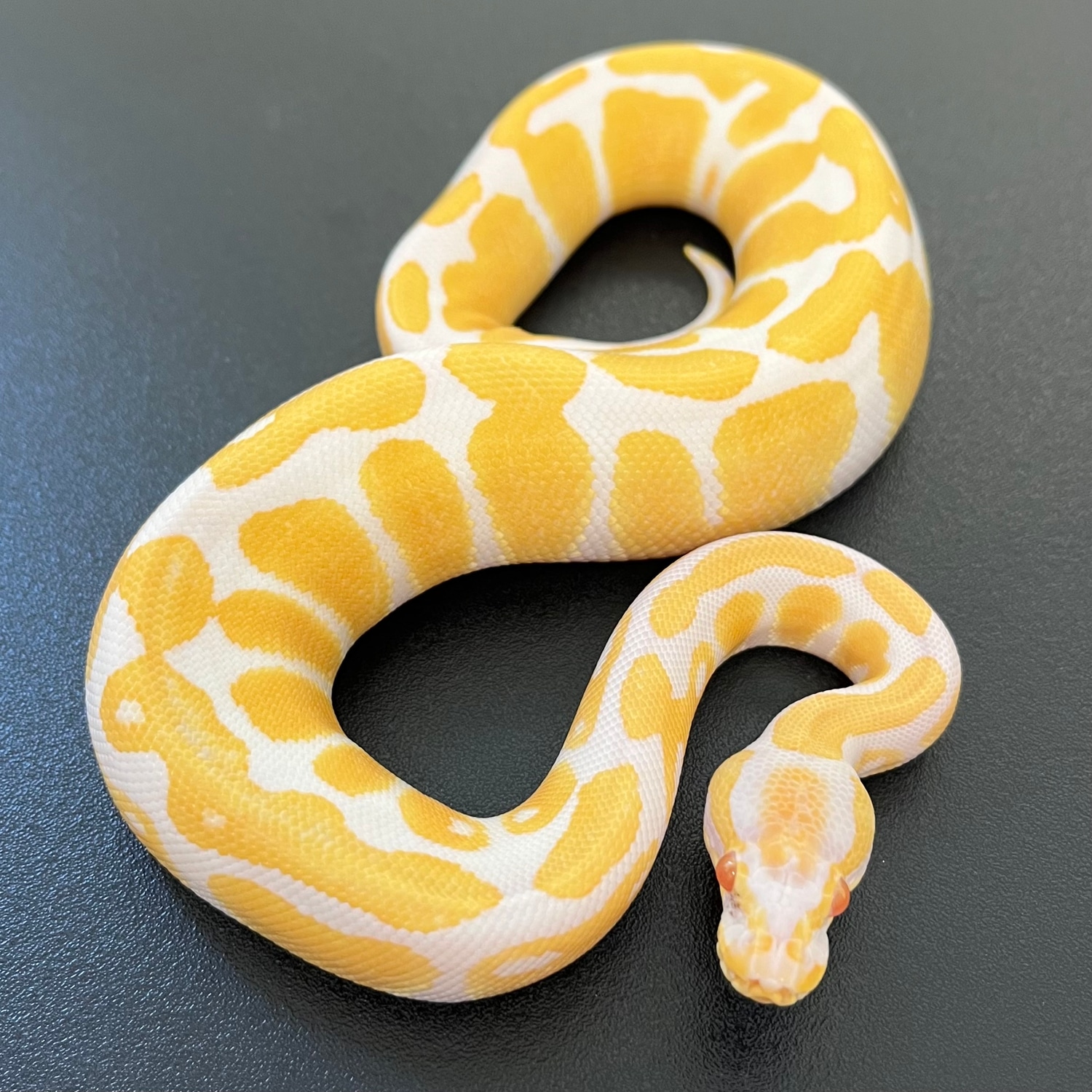 Albino 66% Het Clown Ball Python by Living Art Ball Python's - MorphMarket