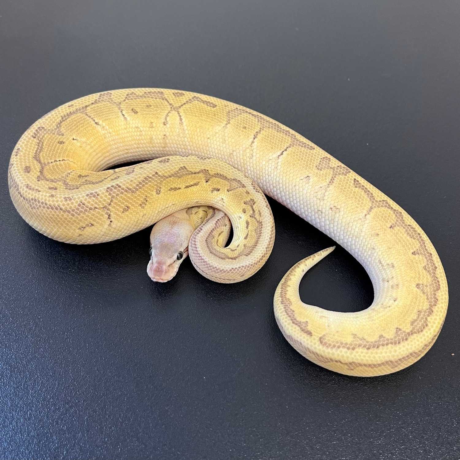 Butter Pastel Pinstripe Orange Ghost Ball Python by Living Art Ball ...
