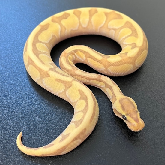 Banana Butter Enchi 100% Het Genetic Stripe Ball Python by Living Art ...
