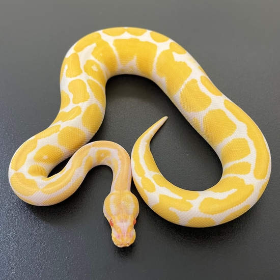 Albino Ball Python by Living Art Ball Python's