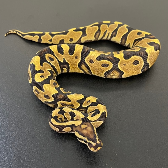 Gravel Or Yellow Belly Ball Python by Living Art Ball Python's