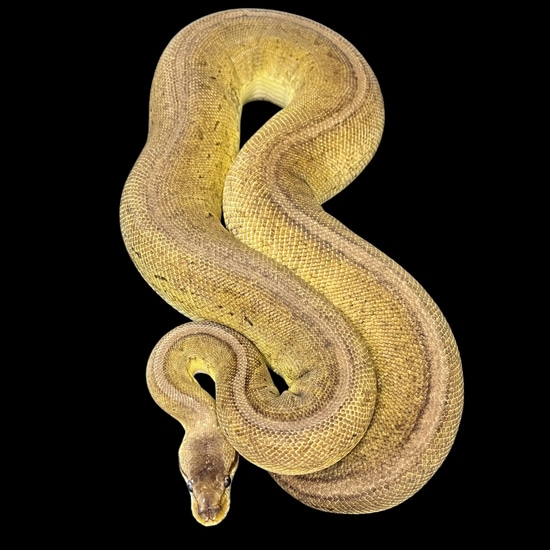 Pewter Blast Ball Python by Living Art Ball Python's