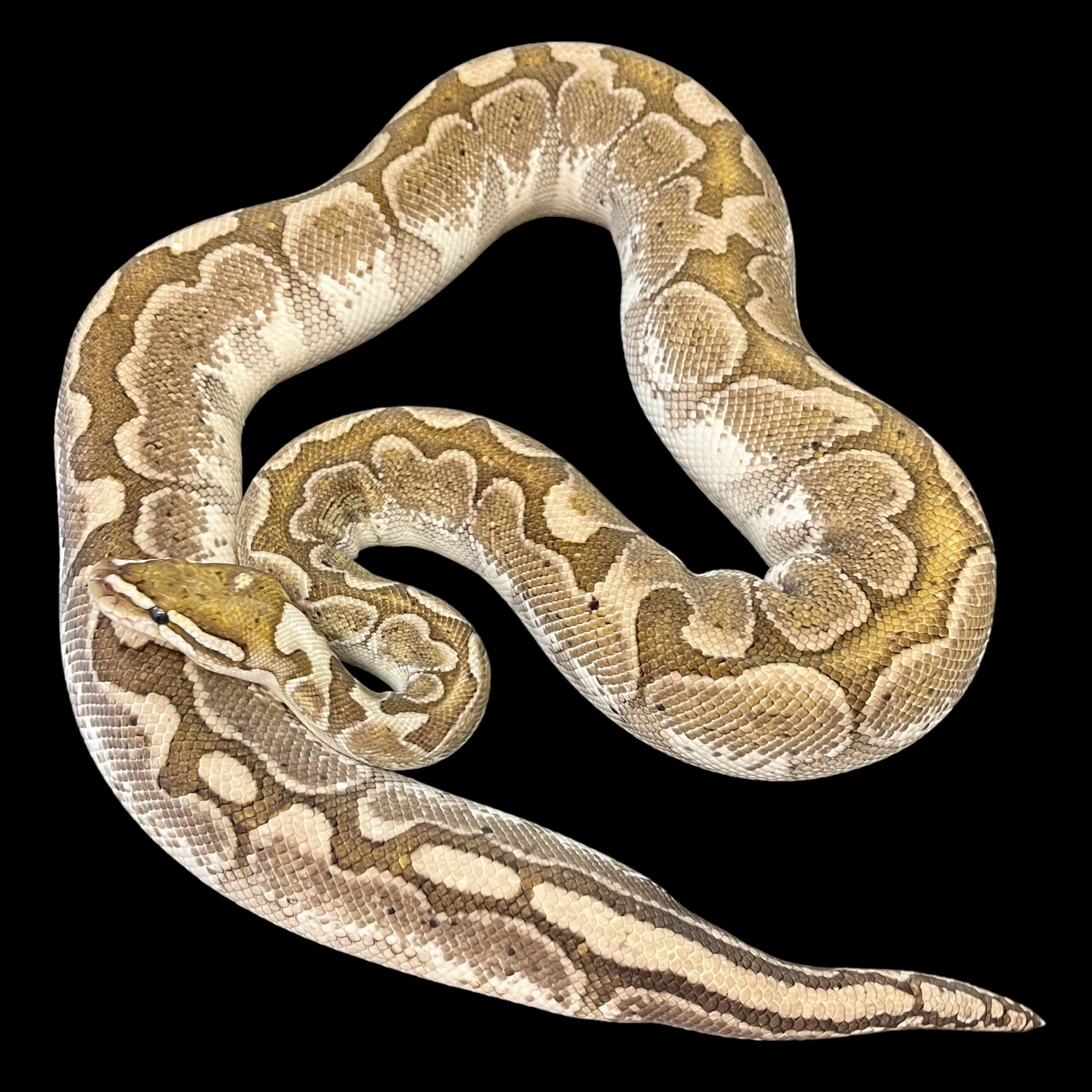 Living Art Ball Python's's Collection - MorphMarket