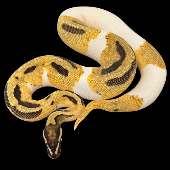 Leopard Orange Dream Pied Ball Python by Living Art Ball Python's
