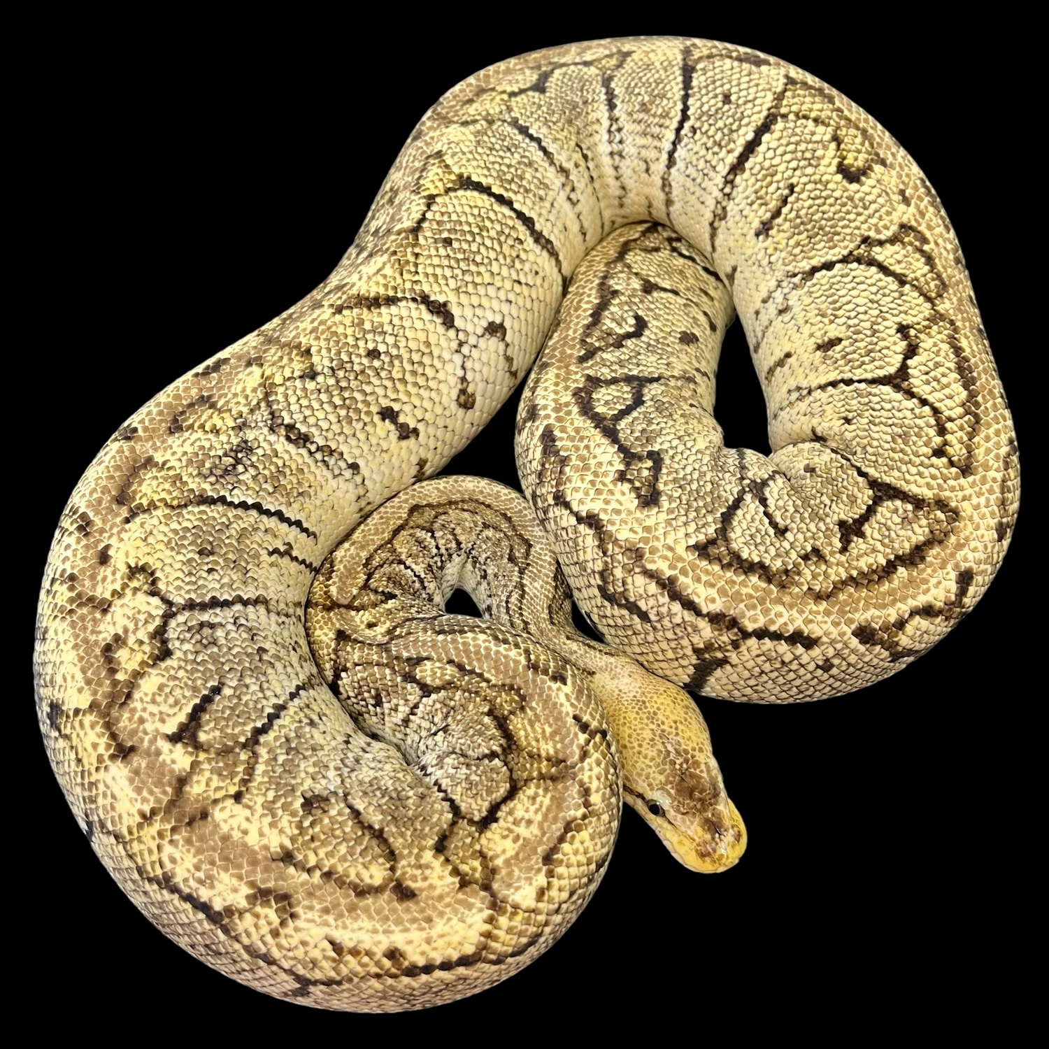 Chocolate Blast Ball Python by Living Art Ball Python's - MorphMarket