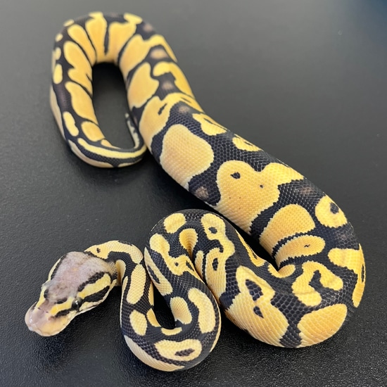 Pastel Desert Ghost Ball Python by Living Art Ball Python's