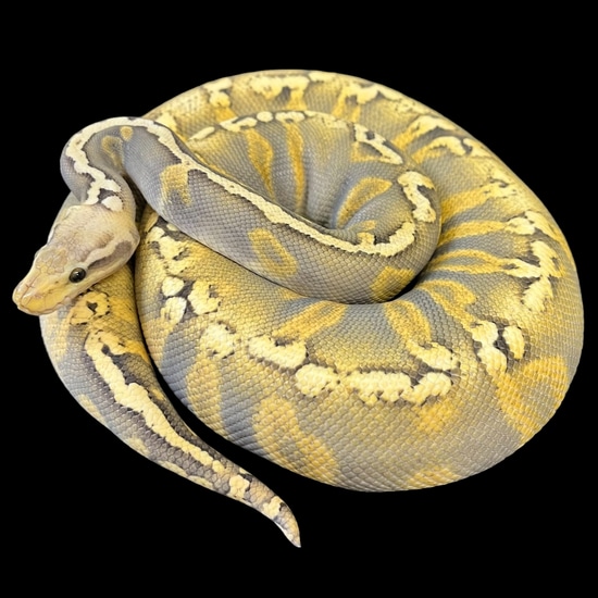 GHI Pastel Orange Dream Yellow Belly Ghost 100% Het Clown Ball Python ...