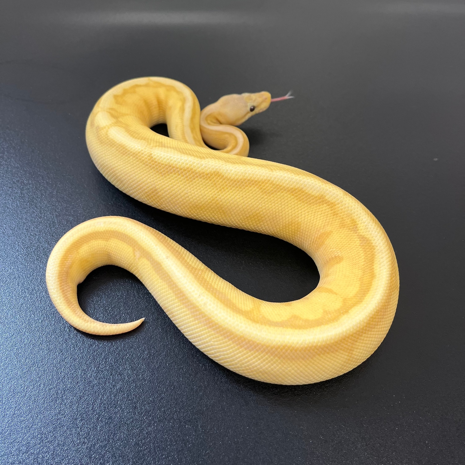 Banana Pastel Yellow Belly Genetic Stripe Ball Python by Living Art ...