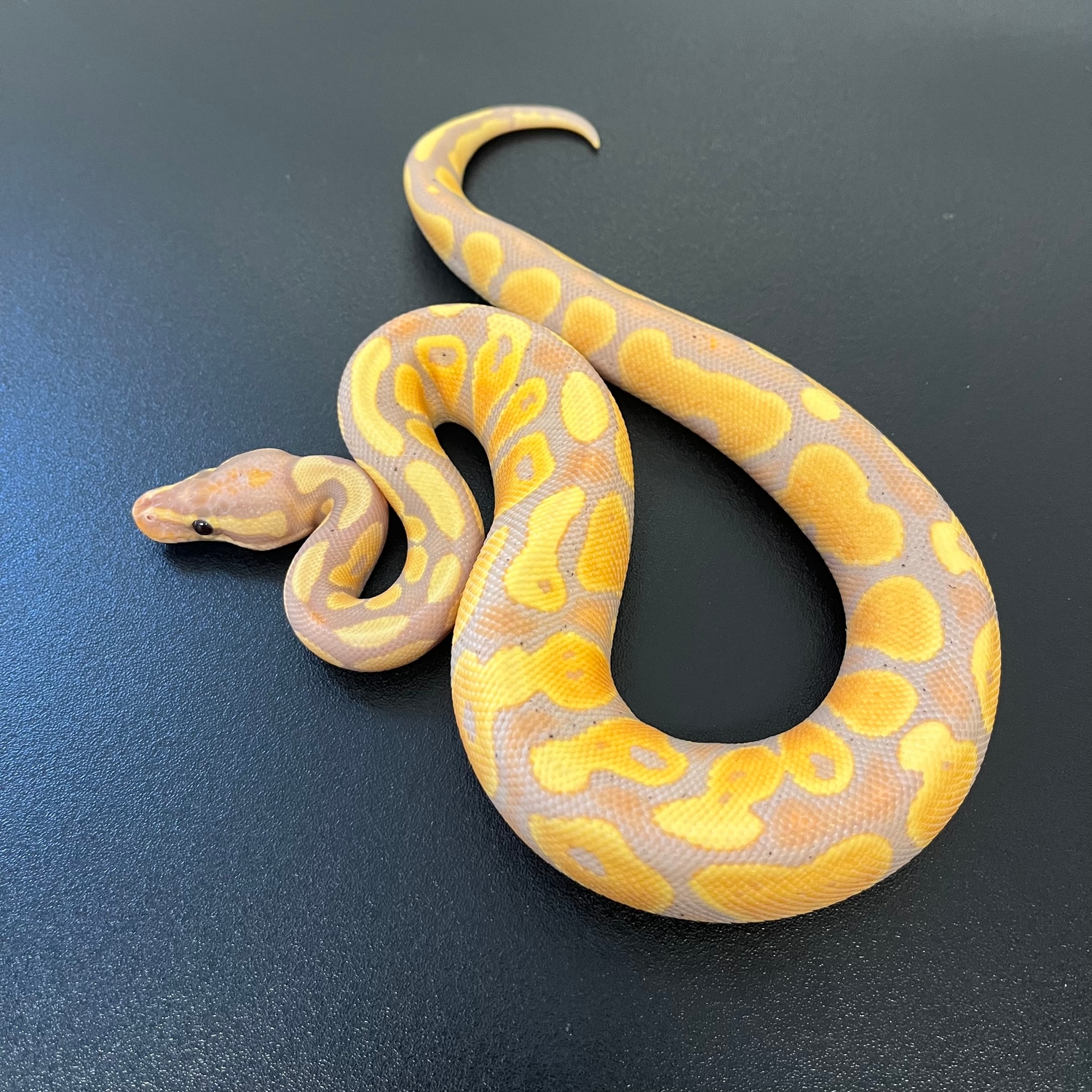 Banana 100% Het Genetic Stripe Ball Python by Living Art Ball Python's ...