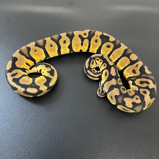 Pastel Dinker From Full Striped Dinker Project Ball Python by Living ...