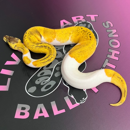 Lemon Blast Pied Ball Python by Living Art Ball Python's