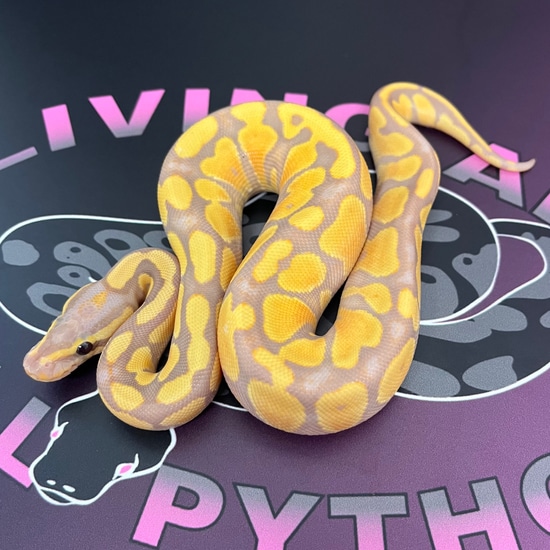 Banana Gravel Or Yellow Belly 100% Het Genetic Stripe Ball Python by ...