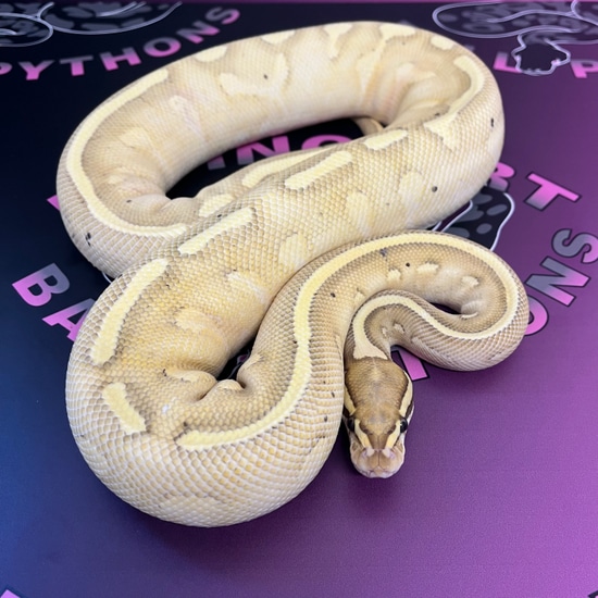 Lesser Super Gravel Ball Python by Living Art Ball Python's