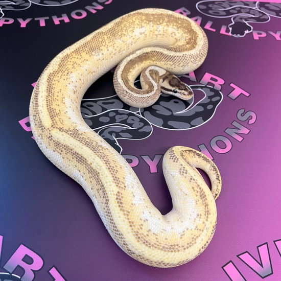 Hidden Gene Woma Highway Ball Python by Living Art Ball Python's