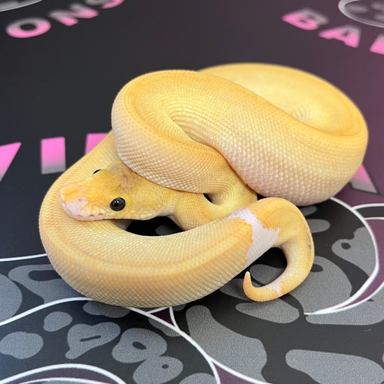 Champagne Mojave 100% Het Orange Ghost Ball Python by Living Art Ball ...