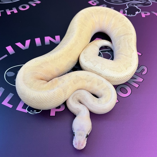 Butter GHI Pastel Pinstripe Orange Ghost Ball Python by Living Art Ball ...