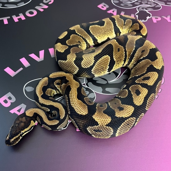 Gravel (Produced From Super Gravel) Ball Python by Living Art Ball Python's