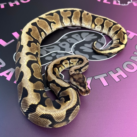 Hidden Gene Woma Yellow Belly 100% Het Desert Ghost Ball Python by ...