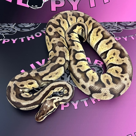 Super Pastel Het Desert Ghost Ball Python by Living Art Ball Python's