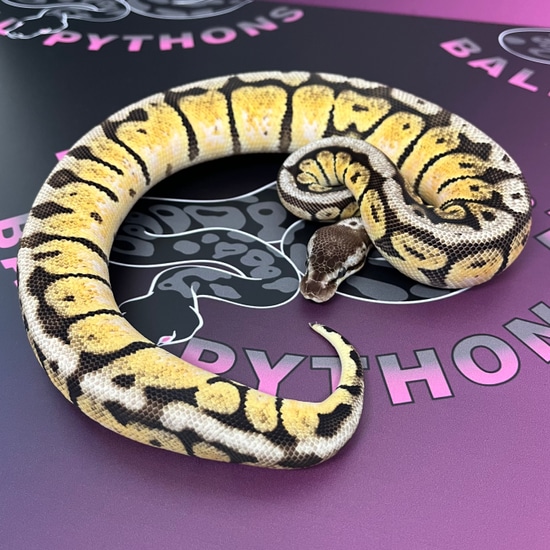 Pastel Hidden Gene Woma 100% Het Desert Ghost Ball Python by Living Art ...