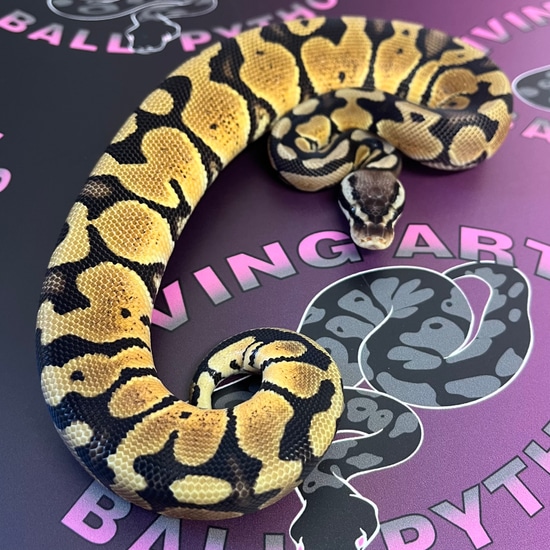 Pastel Pos Dinker Ball Python by Living Art Ball Python's