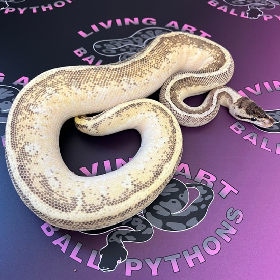 Hidden Gene Woma Highway Ball Python by Living Art Ball Python's