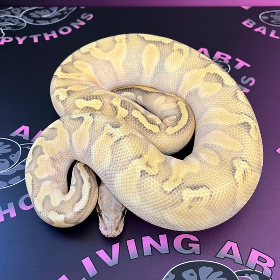 GHI Butter Pastel Orange Ghost Ball Python by Living Art Ball Python's