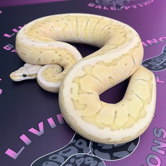 Lesser Pastel Pinstripe Desert Ghost Ball Python by Living Art Ball ...