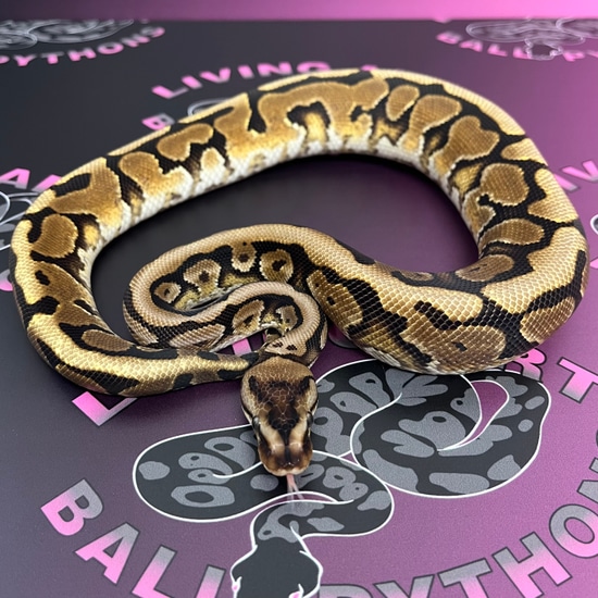 Hidden Gene Woma Yellow Belly 100% Het Desert Ghost Ball Python by ...