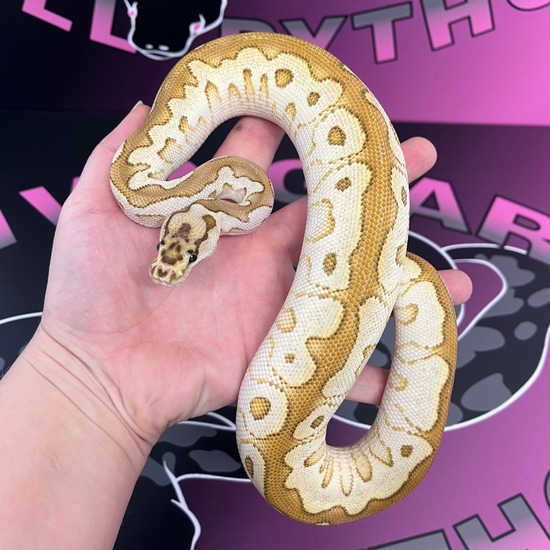 Butter Spotnose Clown Ball Python by Living Art Ball Python's