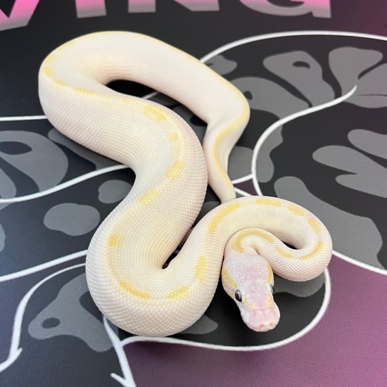 Bamboo Champagne Yellow Belly Ball Python by Living Art Ball Python's
