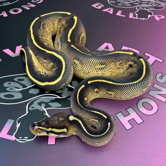 Super Gravel 66% Het Pied Ball Python by Living Art Ball Python's