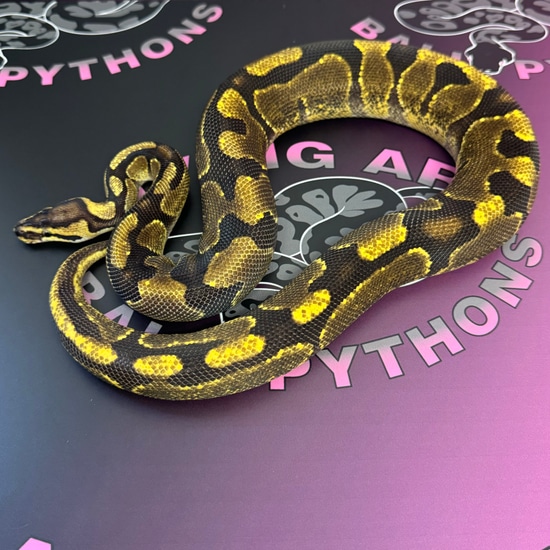 Enchi Gravel (Produced From Super Gravel) Ball Python by Living Art ...