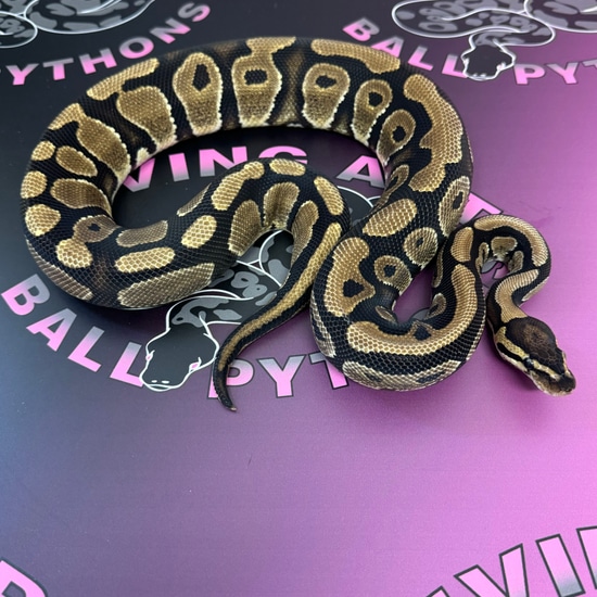 Gravel (Produced From Super Gravel) Ball Python by Living Art Ball Python's