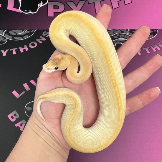Champagne Butter 100% Het Orange Ghost Ball Python by Living Art Ball ...