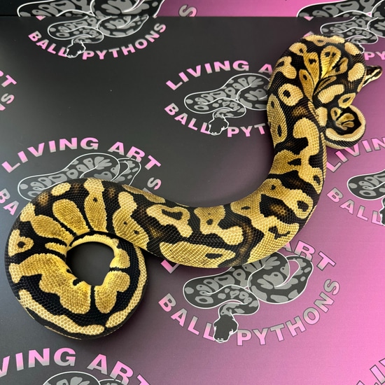 Pastel Pos Dinker (Full Striped Dinker Project) Ball Python by Living ...