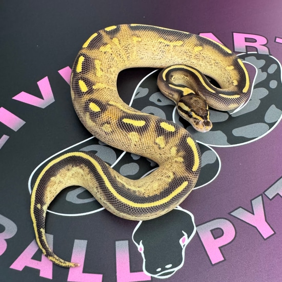 Highway 50% Het Pied Ball Python by Living Art Ball Python's